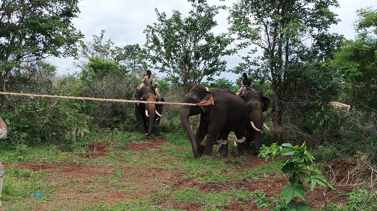 Elephant, classified as 'problem animal', captured