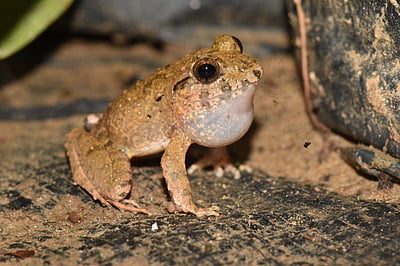Andaman forests hatch a unique frog tale