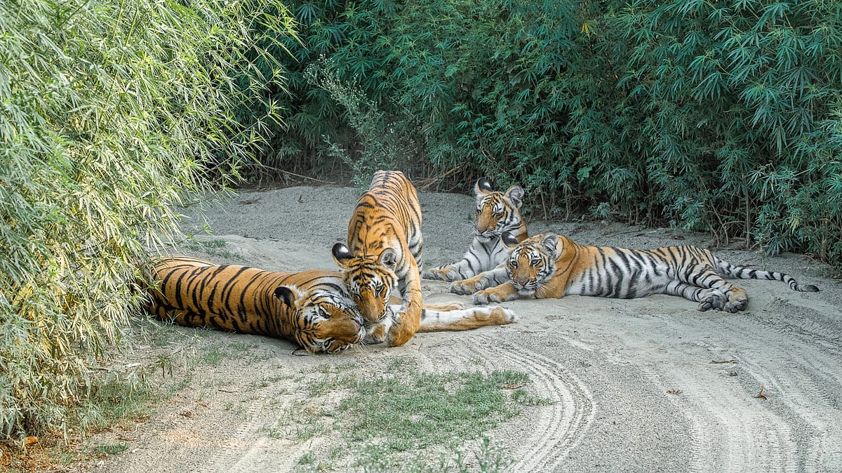 Tiger Tragedy: Decomposed Carcasses of Two Cubs Found in Corbett Reserve