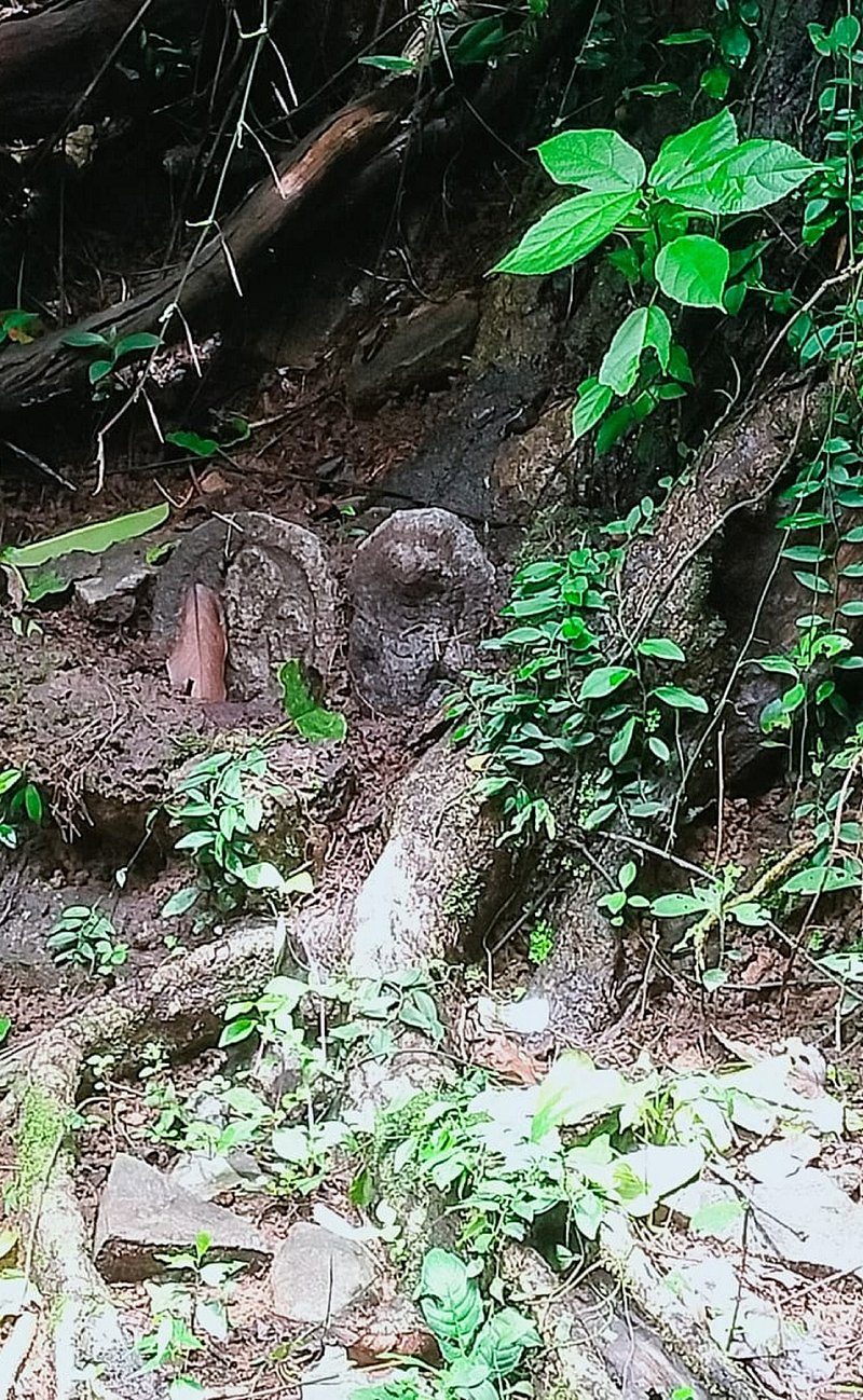 Celebrating nature in the sacred groves of Tulunadu