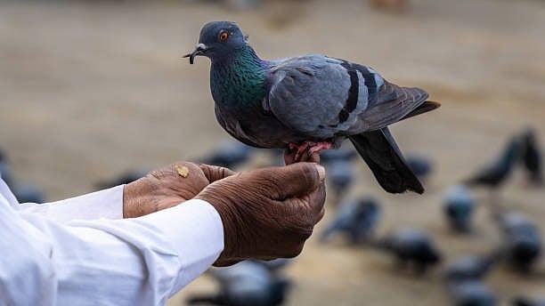 Pigeon fails to fly during August 15 function in Chhattisgarh, SP seeks ...