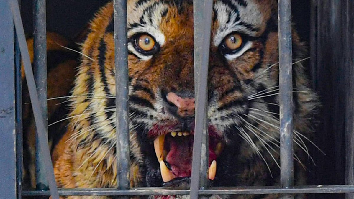 Bandipur Tiger Attack: Suspected Killer Tiger Rescued