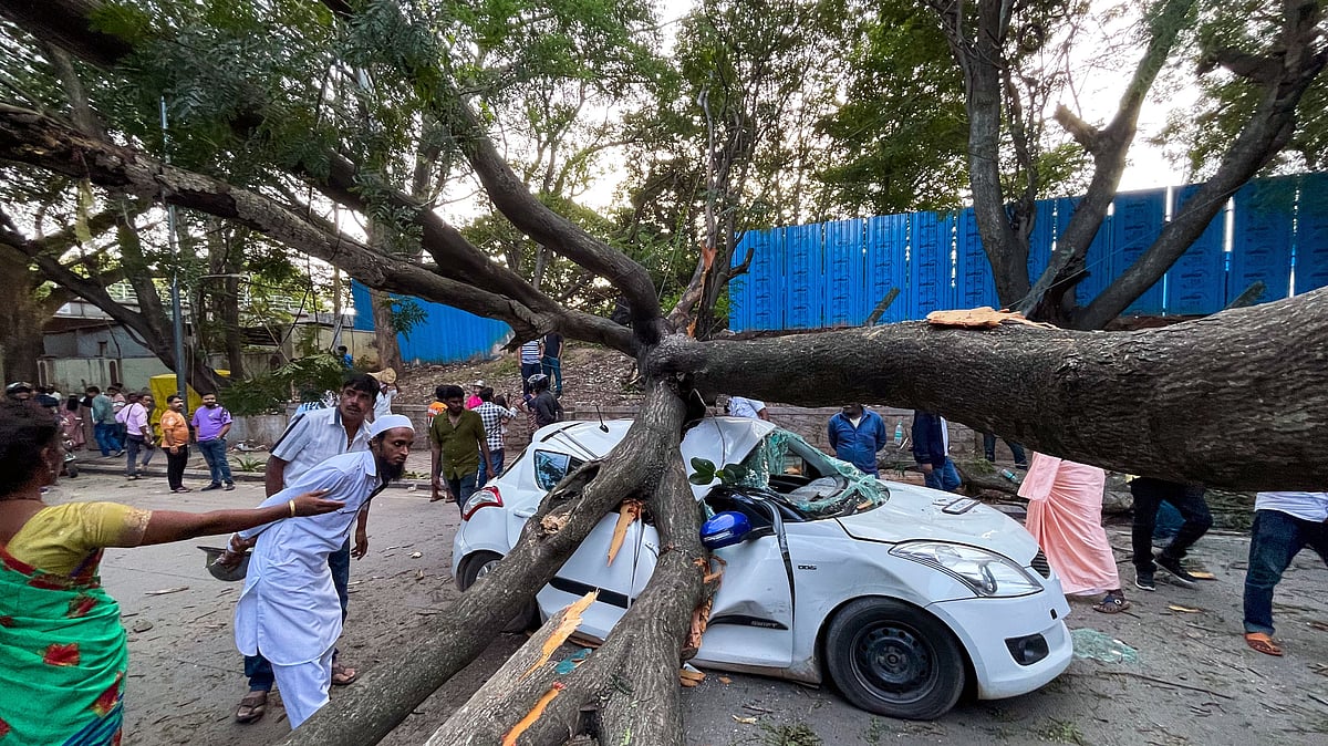 Bengaluru: 'Urgent need to complete tree census, identify weak trees’