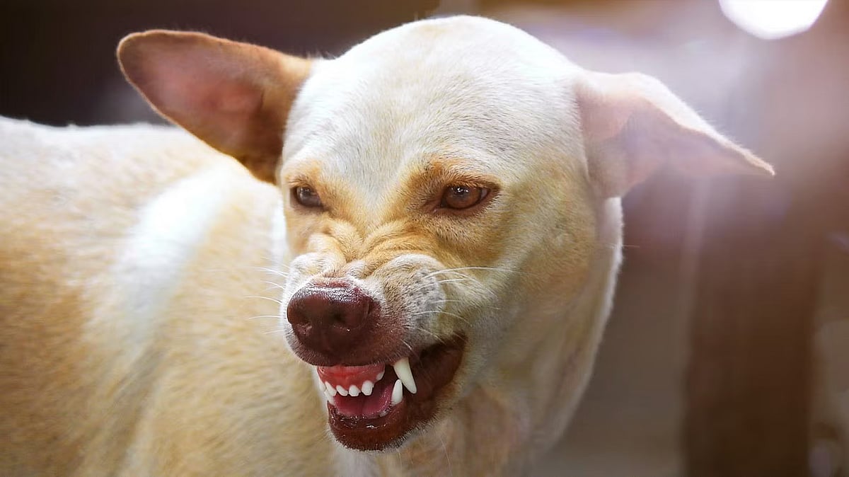 10-year-old boy mauled to death by stray dogs in Karnataka