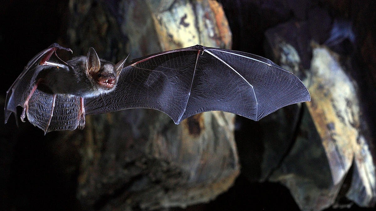 Yes, bats carry disease. They also make us healthier