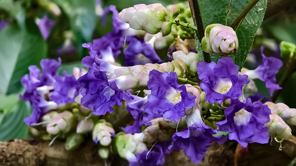 Karvi flowers 2024: Karvi bloom in Western Ghats after 8 long years