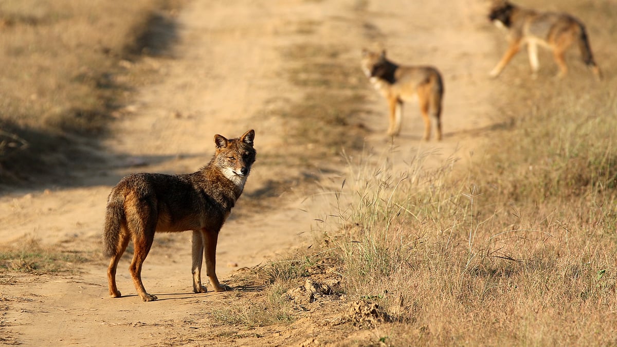 Jackal scare in Odisha’s Ganjam district after 20+ injuries in two days