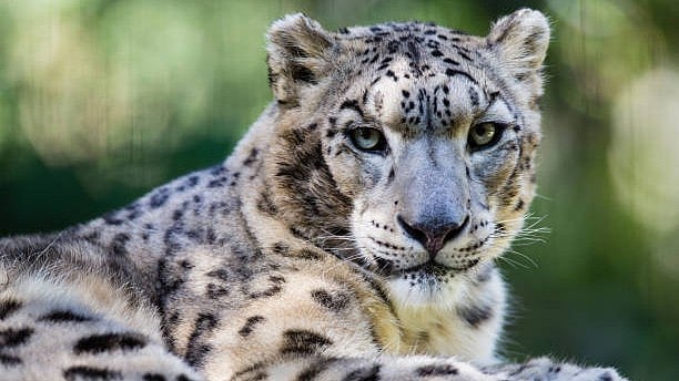 Wildlife Conservation Ladakh: Ladakh Hosts 477 Snow Leopards, Among ...