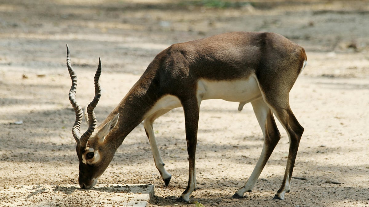 Explained | Why the blackbuck is so sacred for the Bishnoi community