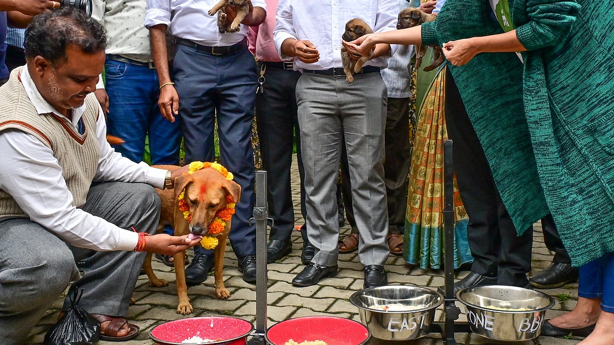 Paws for peace: BBMP launches pilot feeding programme for Bengaluru’s ...