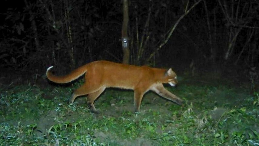 Presence of rare Asiatic golden cat in Assam’s Manas National Park ...