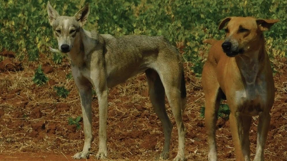 Wolf-dogs in Karnataka? In a first, hybrid found in Gadag district