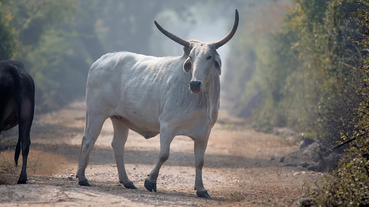 Man killed in stray bull attack in Uttar Pradesh's Amethi