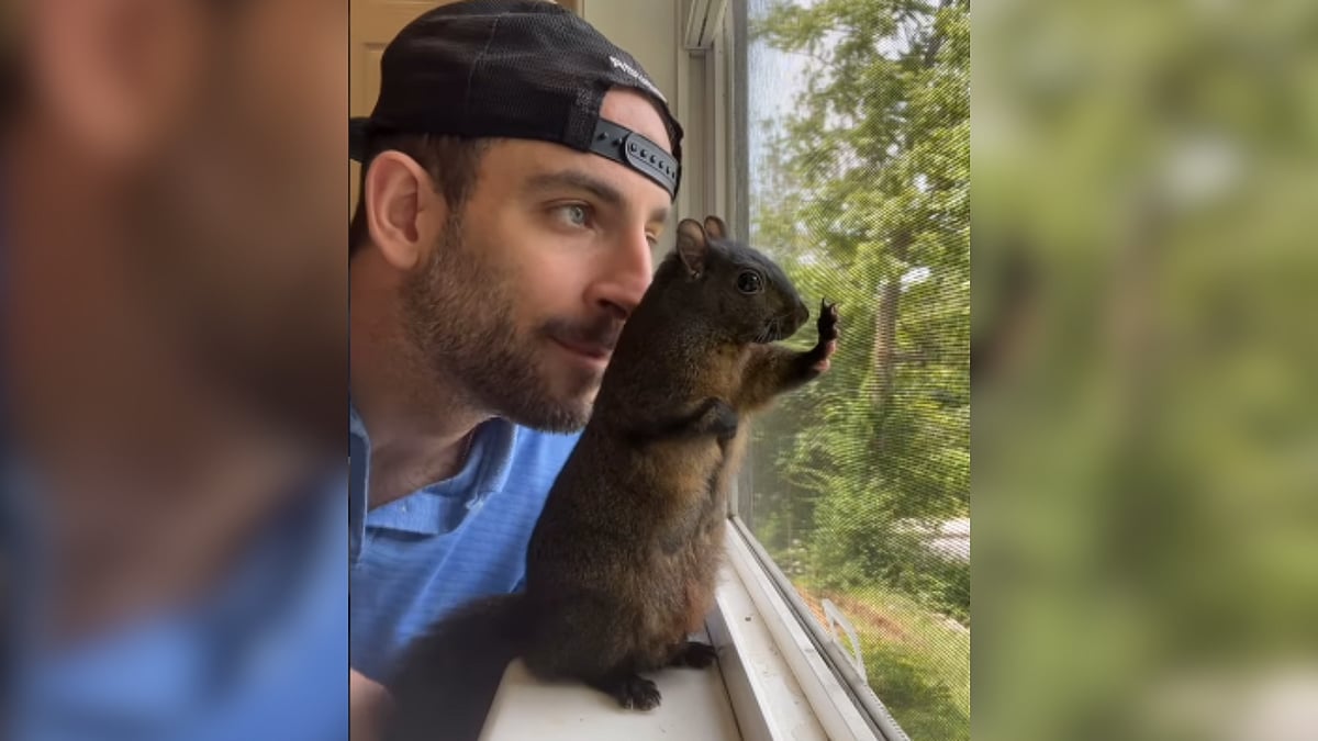 US Elections 2024 | How the death of a celebrity squirrel became a ...