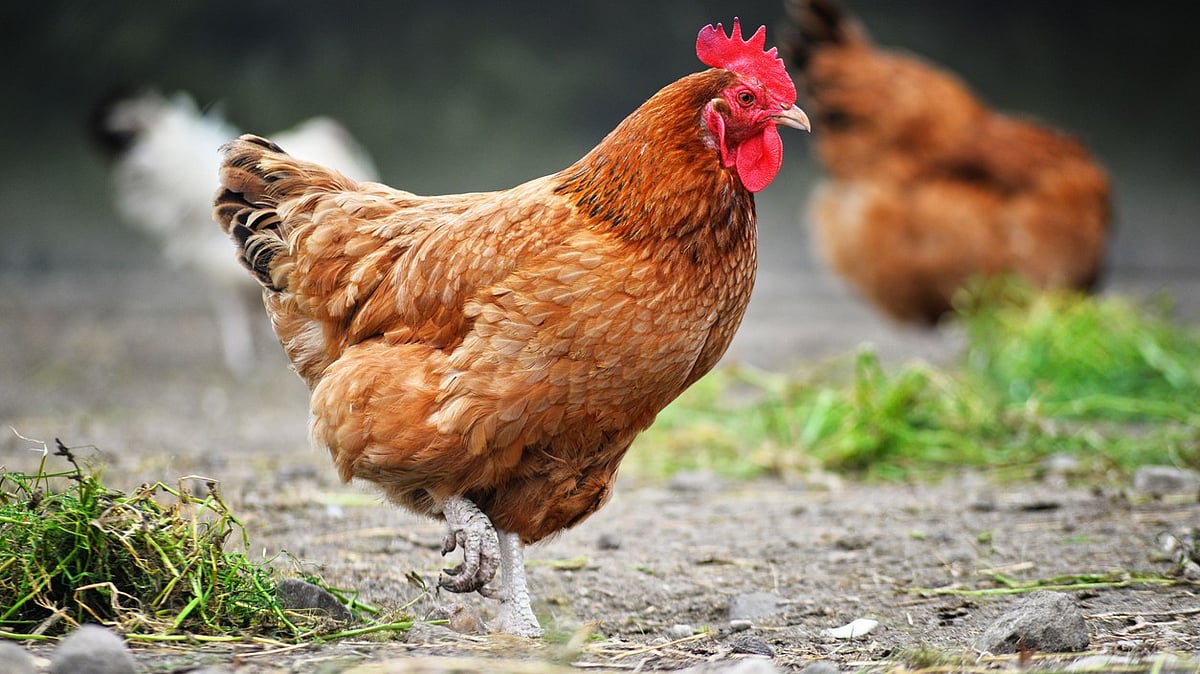 China half marathon offers cow, wild fish and chickens as prizes