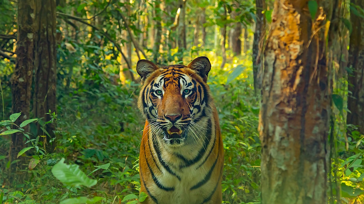 Tiger scare keeps forest guards on toes in West Bengal