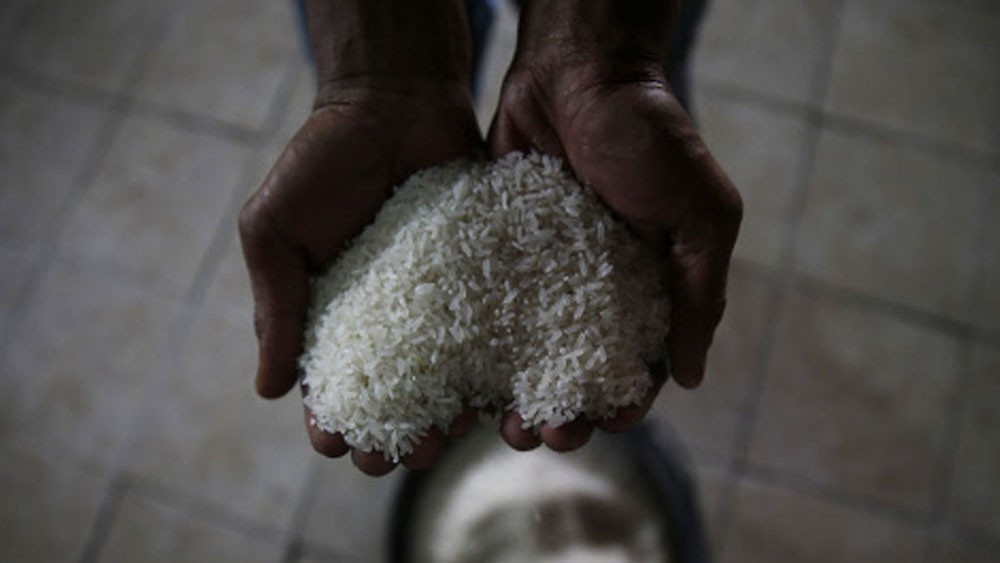 New rice strains mark promise, concerns