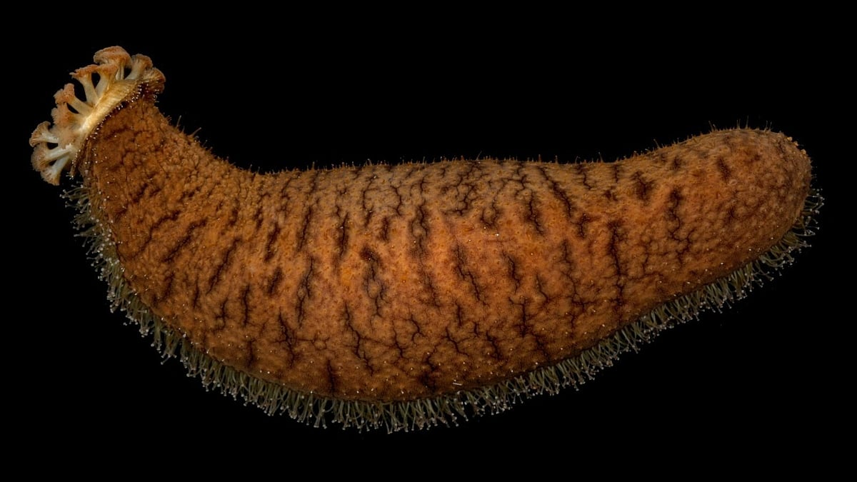 Sea cucumbers: The moppers of the ocean floor