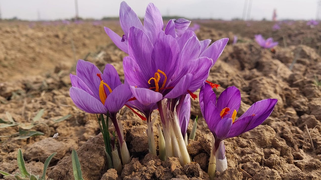The Saturday Story | Red gold: Kashmir’s saffron story