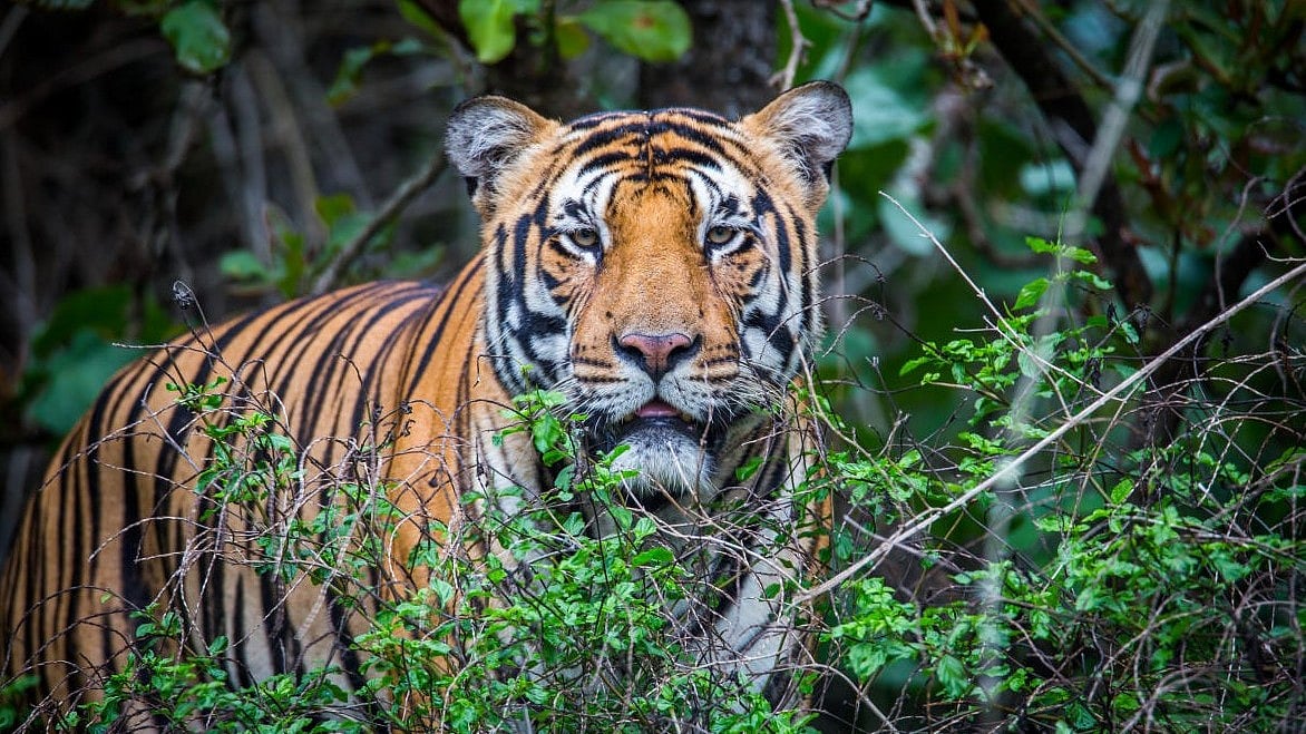 Kollegal tiger death: Forest dept begins combing in BRT reserve