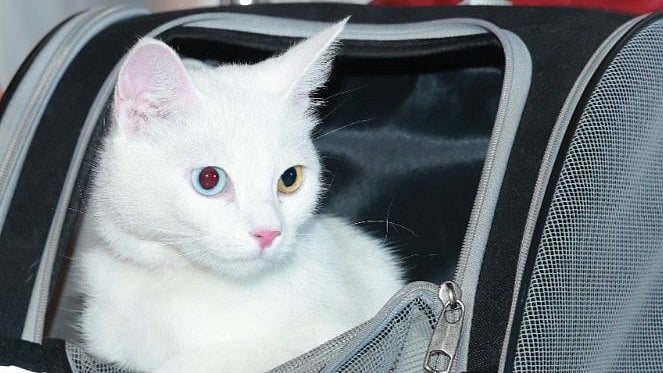 Eva, the cat, becomes first pet to land at Kochi airport