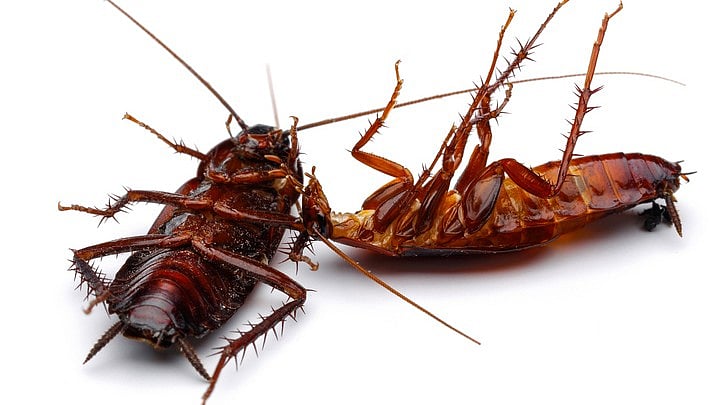 Dead cockroaches, used condoms: Chinese man scams 63 hotels to extort ...