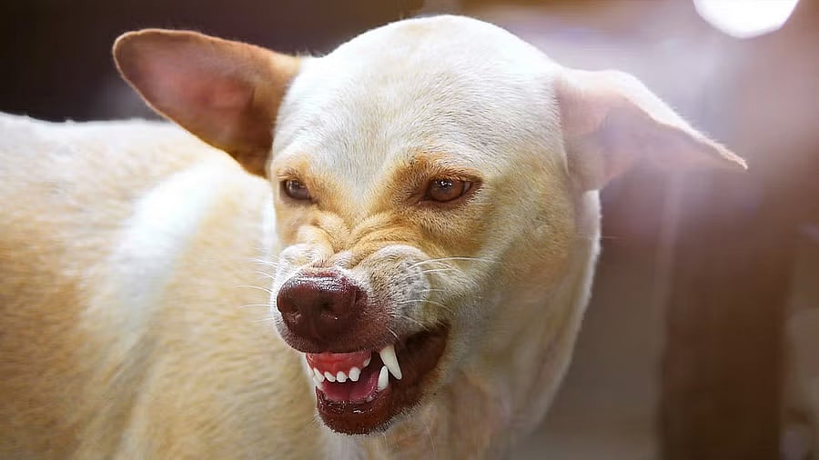 Karnataka News: Stray Dog Beaten to Death After Attack