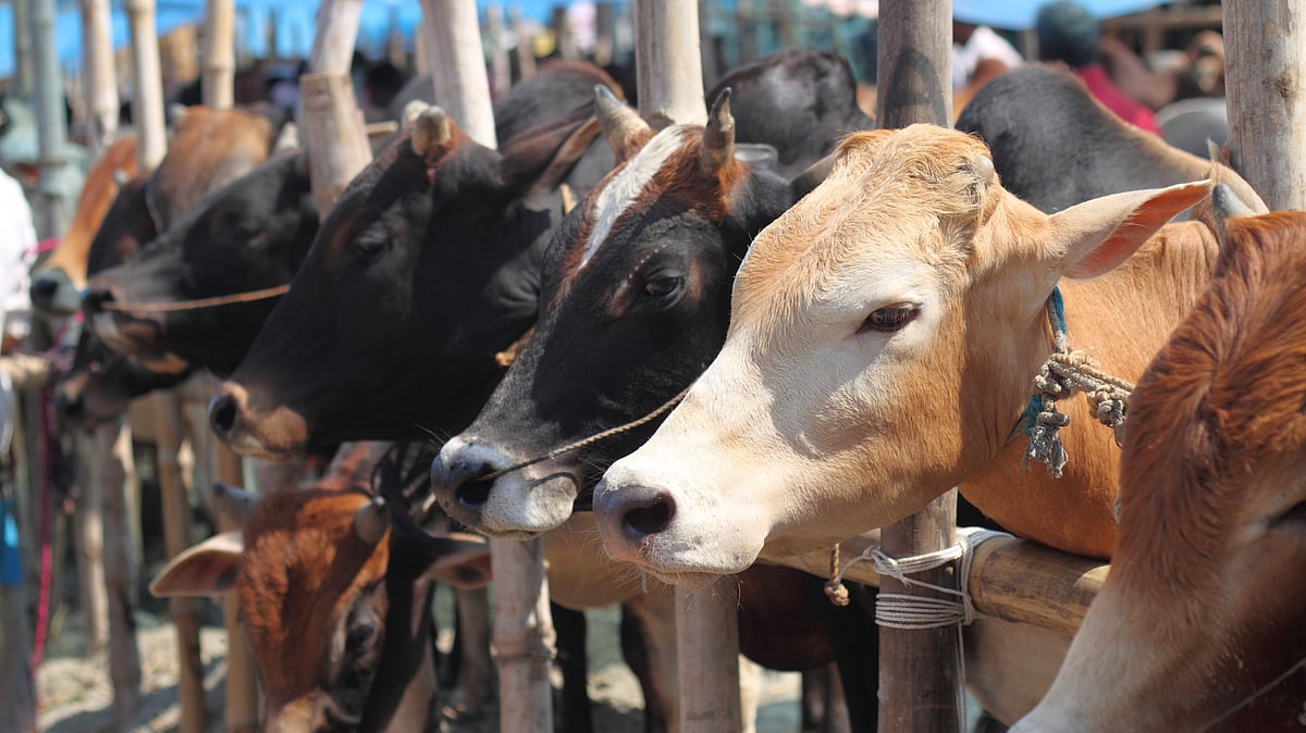 The beef ban brouhaha