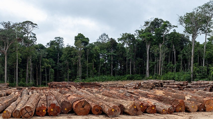 Over 46,000 sq km forest became non-forest land in 10 years, Arunachal ...