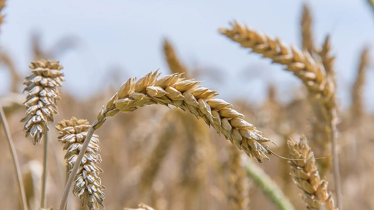 Rising winter temperatures threaten India's wheat bowl, raising fresh ...