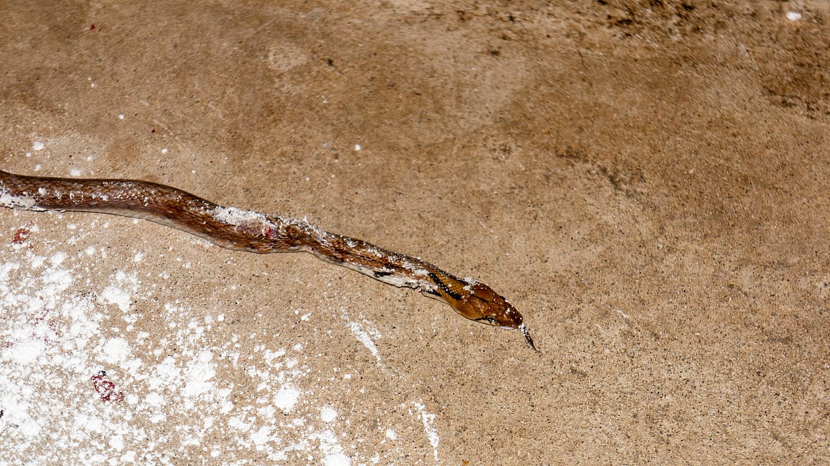 Karnataka: Dead snake in overhead tank; villagers fall sick after ...