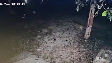 Leopard captured on CCTV camera in Mysuru