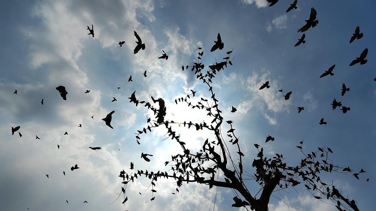 Tamil Nadu to Hold Statewide Synchronized Bird Census This Week