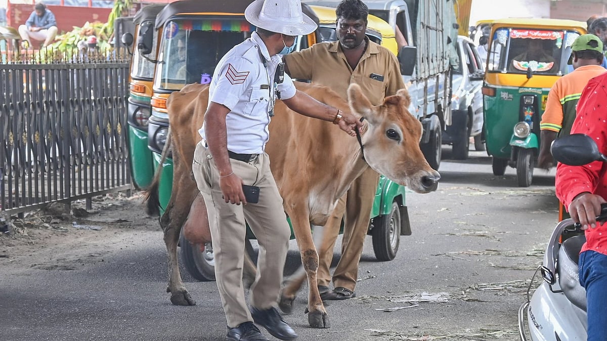 Stray cattle continue to claim road space despite BBMP action
