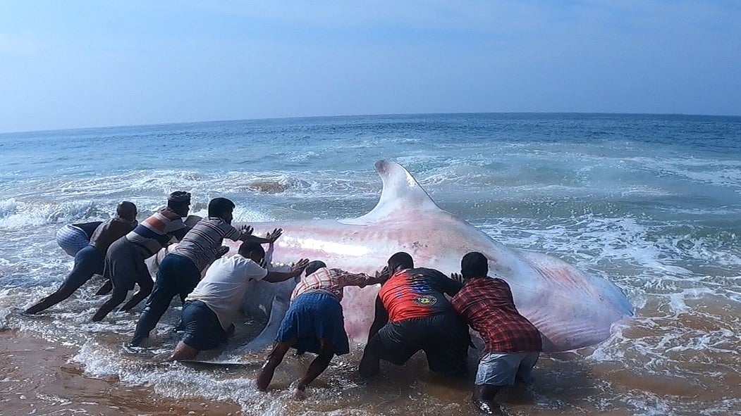 Over 1,000 whale sharks entangled in fishing nets along Gujarat, Kerala ...