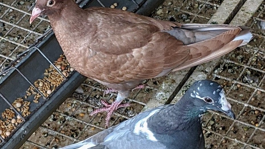 It’s the season: Pigeon racing spreading its wings