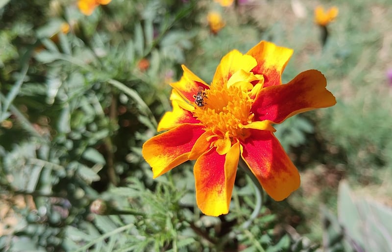 Redmi 14C 5G review: Really nice budget phone