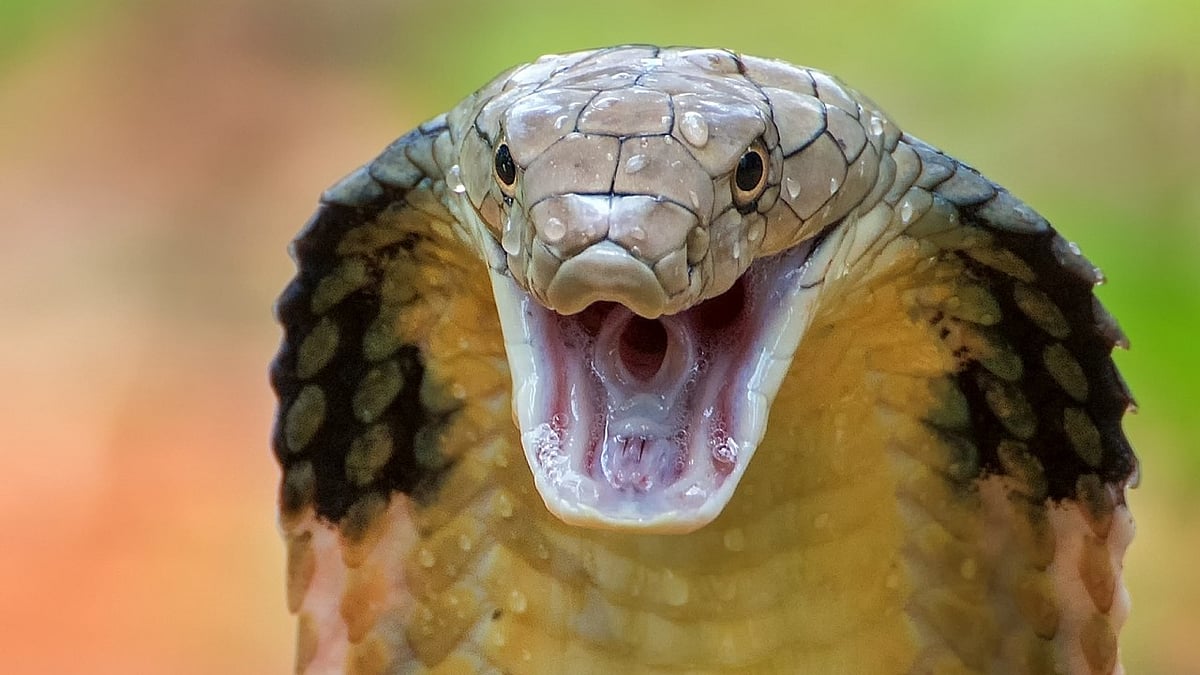 Bihar Shocker: One-Year-Old Bites Cobra to Death, Rushed to Hospital