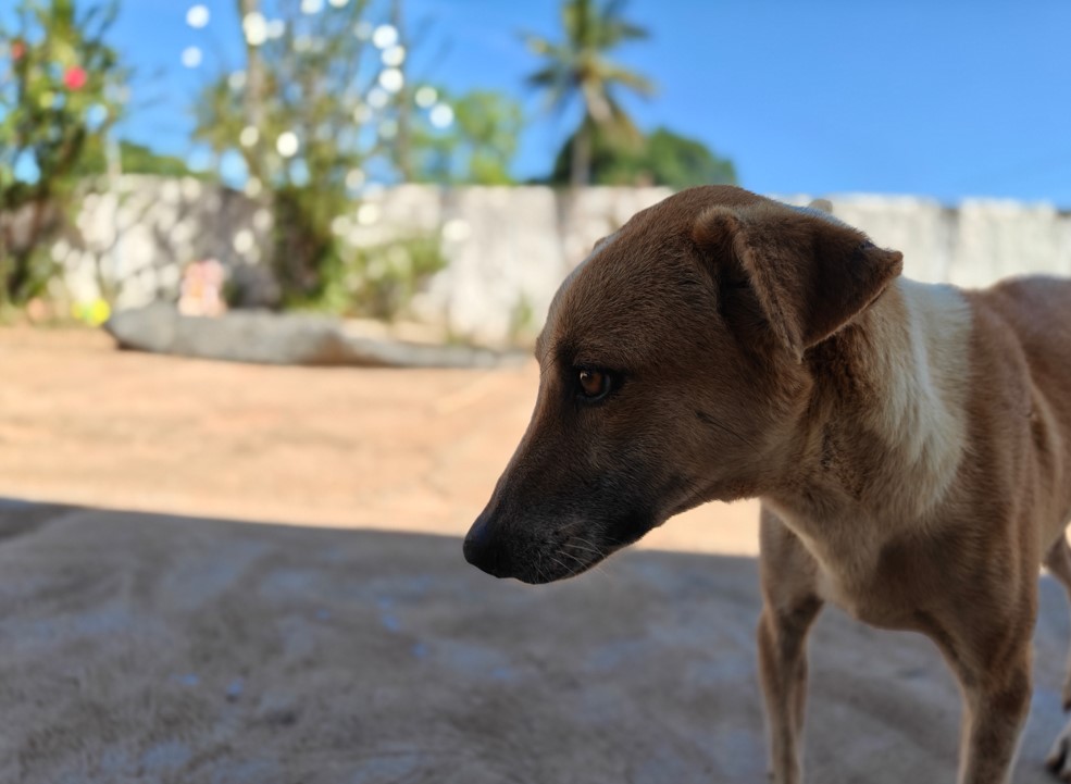 OnePlus 13R review: Feature-rich flagship phone without premium price-tag