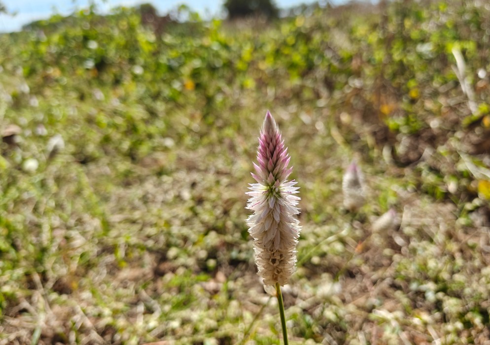 OnePlus 13R review: Feature-rich flagship phone without premium price-tag