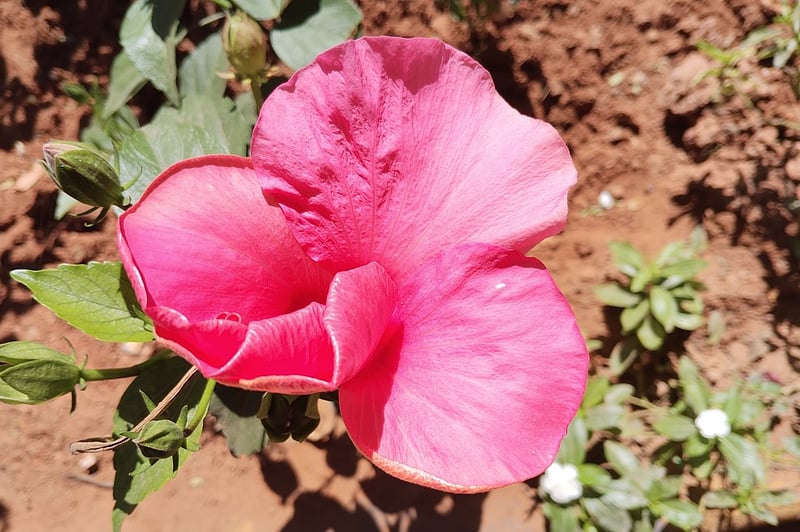 Redmi 14C 5G review: Really nice budget phone