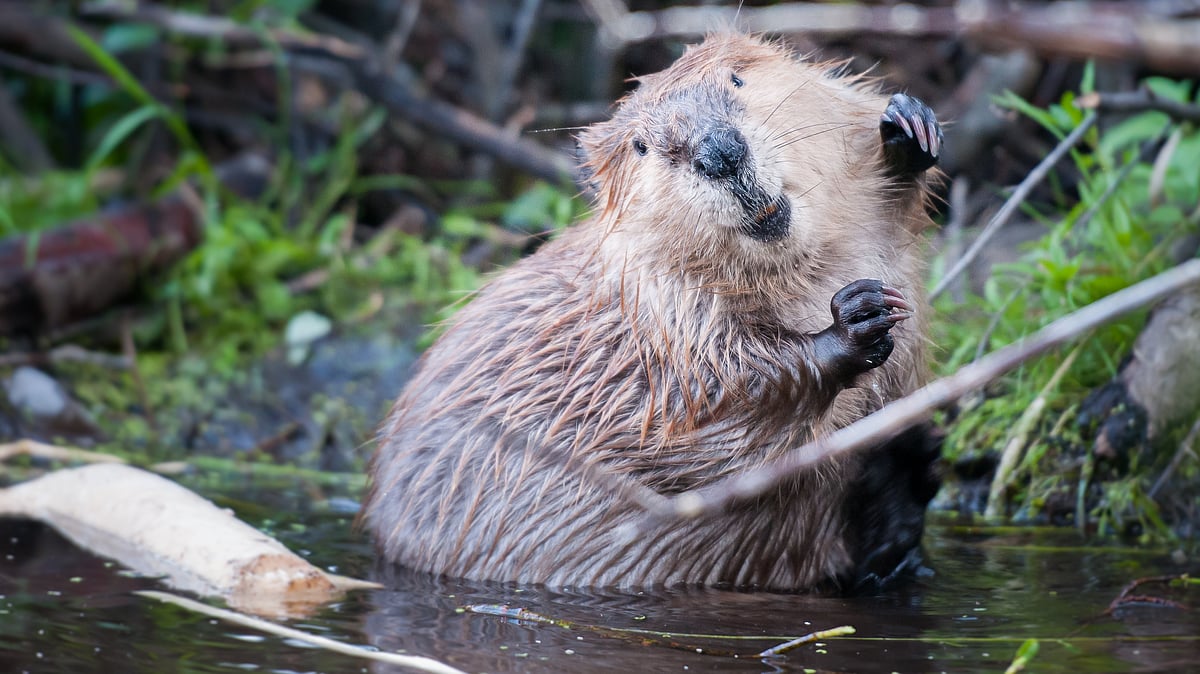 Beavers build dam project stalled for years in Czech Republic, help ...