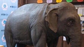 Ellie, the elephant: On a mission to make children kinder to animals