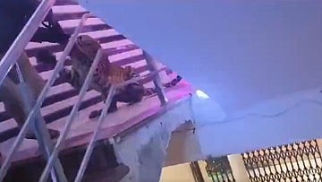 Leopard gatecrashes Lucknow wedding, bride and groom remain stuck in ...