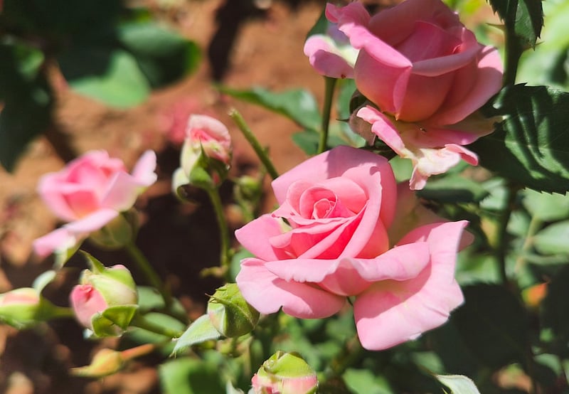 Poco X7 review: Good performer with flashy design