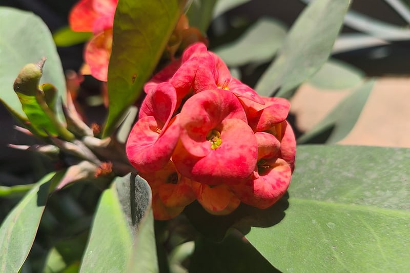 Poco X7 review: Good performer with flashy design