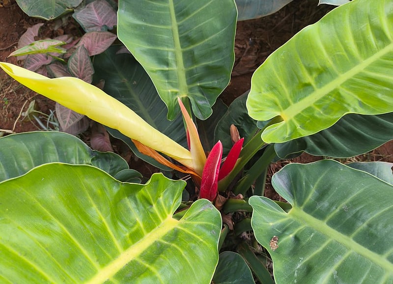 Poco X7 review: Good performer with flashy design