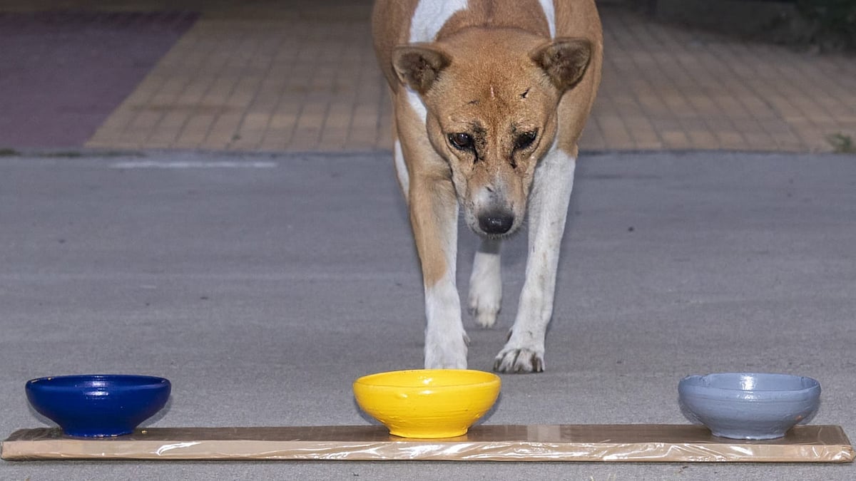 Indian stray dogs: Indian stray dogs show strong preference for the ...