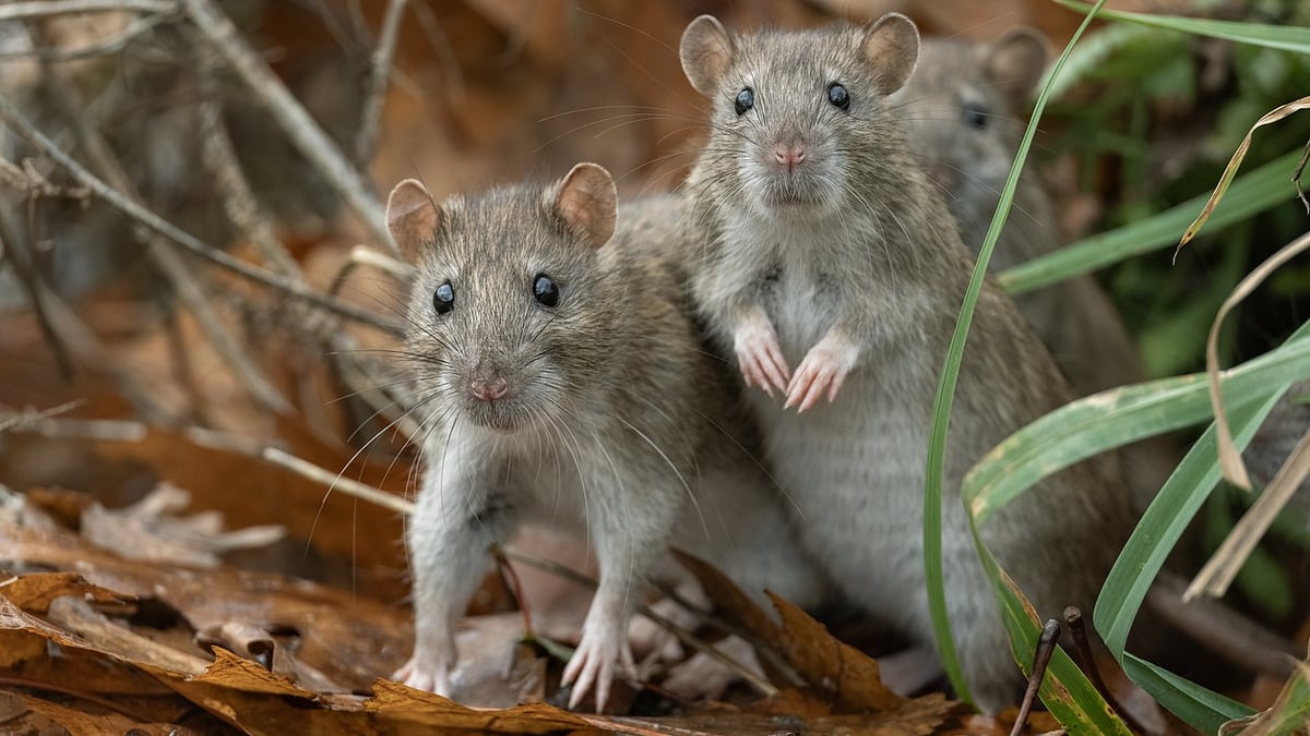 Haridwar Hospital: Rats Gnaw on Corpse, Freezer Neglect