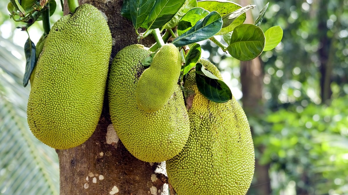 S Karnataka's treasure chest of sweetness: Study identifies 11 elite ...